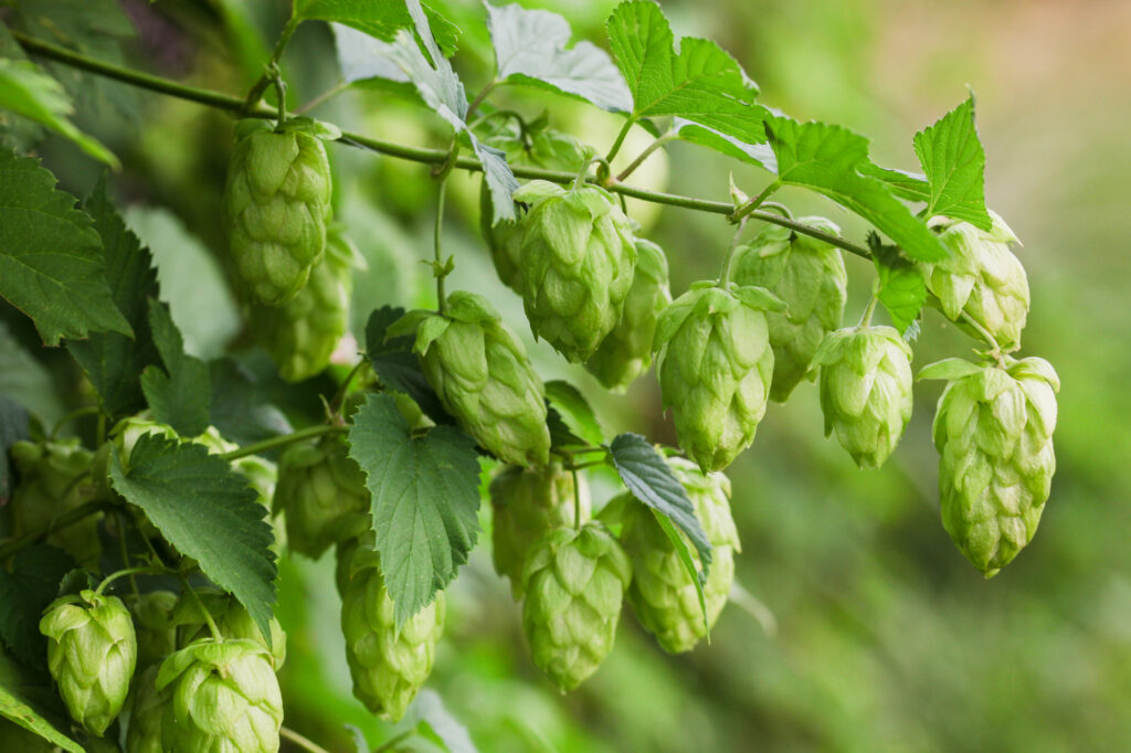 Hopfenanbau am Bodensee: Tradition und Herausforderungen